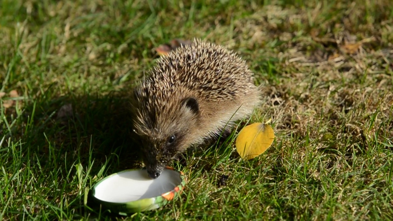 Jonge egel - YouTube