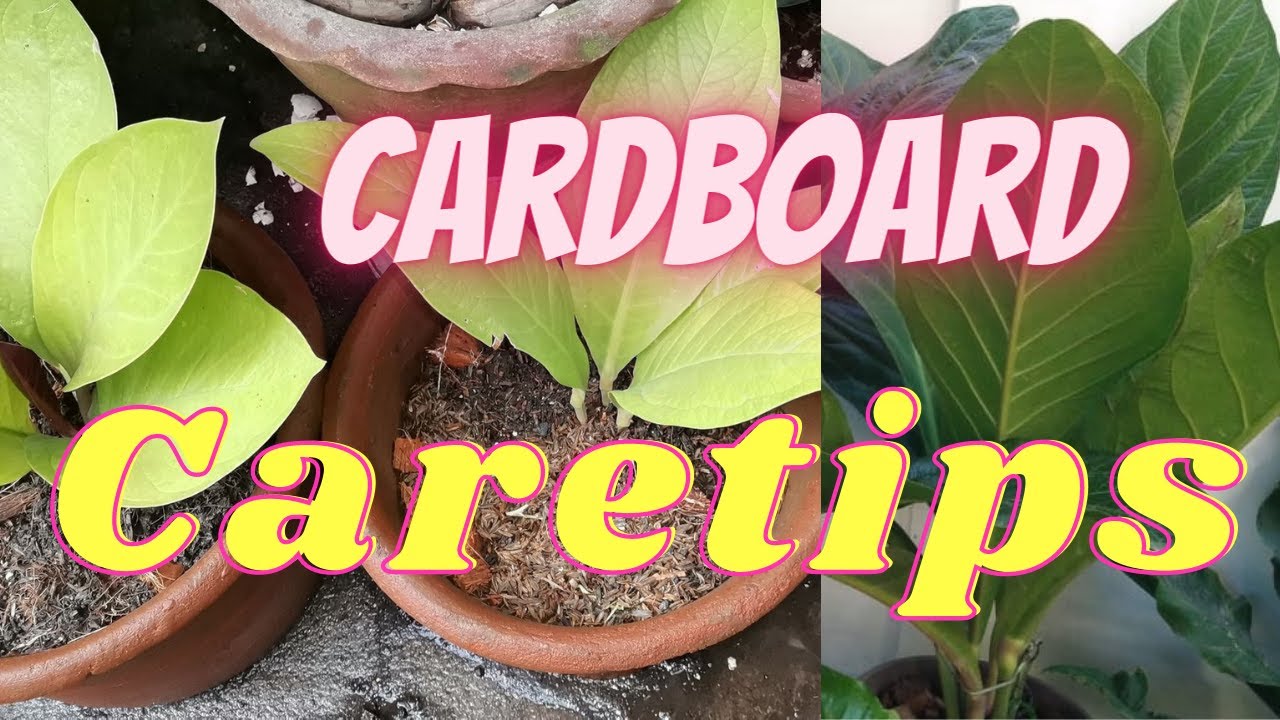 Cardboard Golden Care tips and Repotting / Paano Alagaan ang Cardboard ...