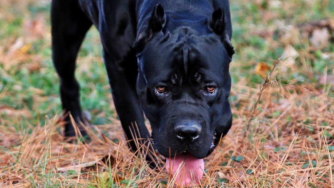 This cane corso cannot be out with the pack... - YouTube