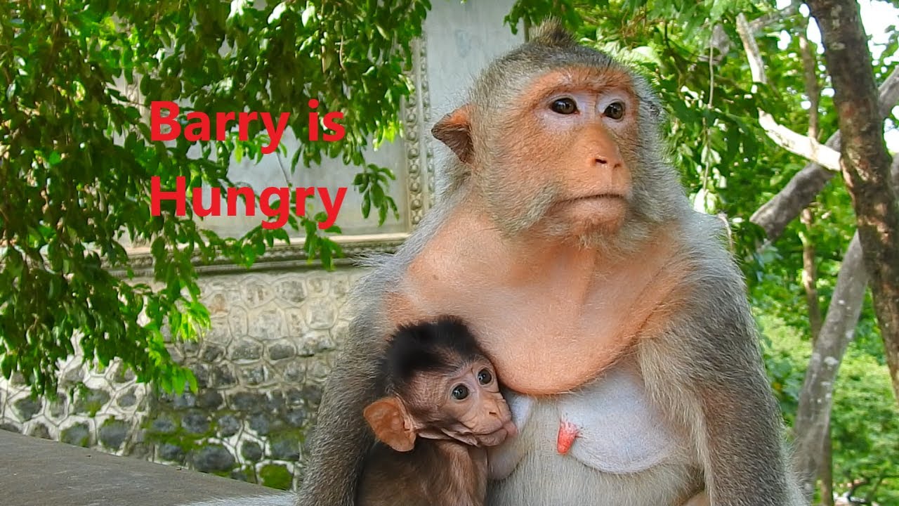 Barry Monkey sits Sadly With Baby Bella - YouTube