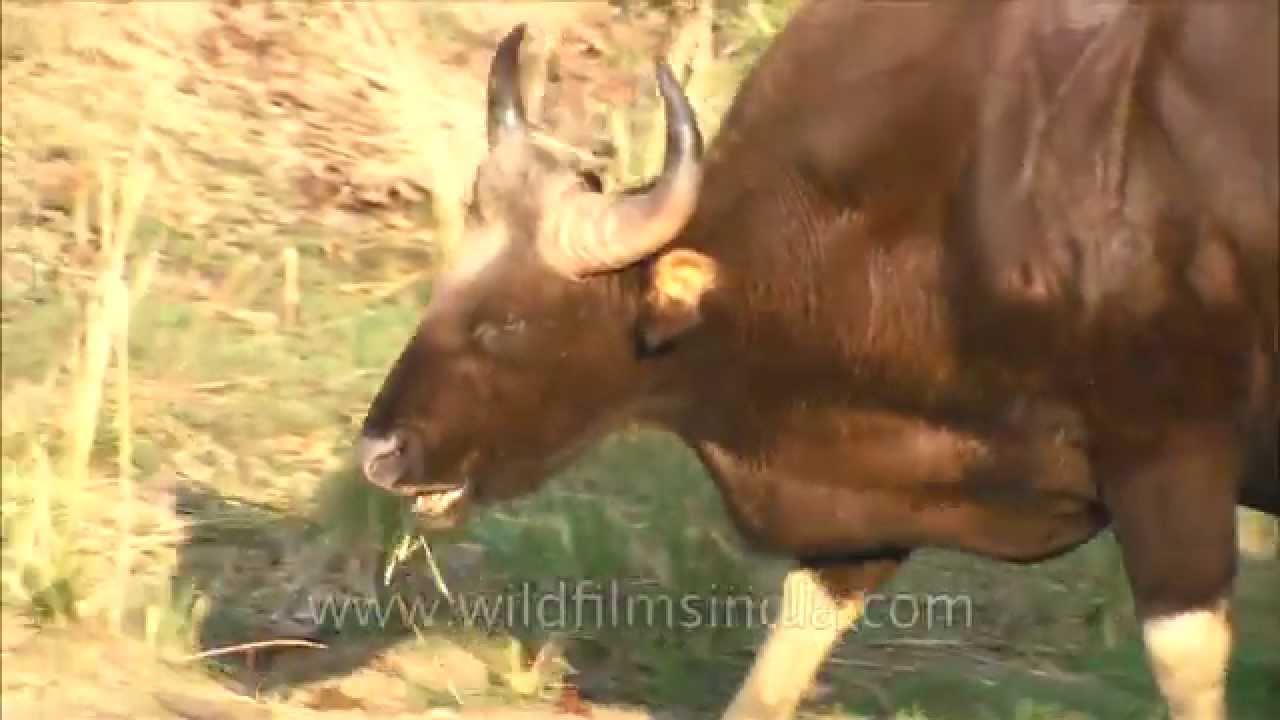 Gaur or Indian Bison grazing at Satpura National Park - YouTube