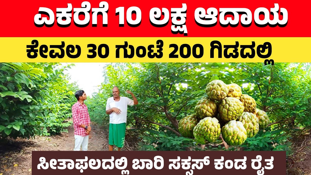 ಕೇವಲ 30 ಗುಂಟೆಯಲ್ಲಿ 10 ಲಕ್ಷ ಆದಾಯ | Custard apple farming in Karnataka ...