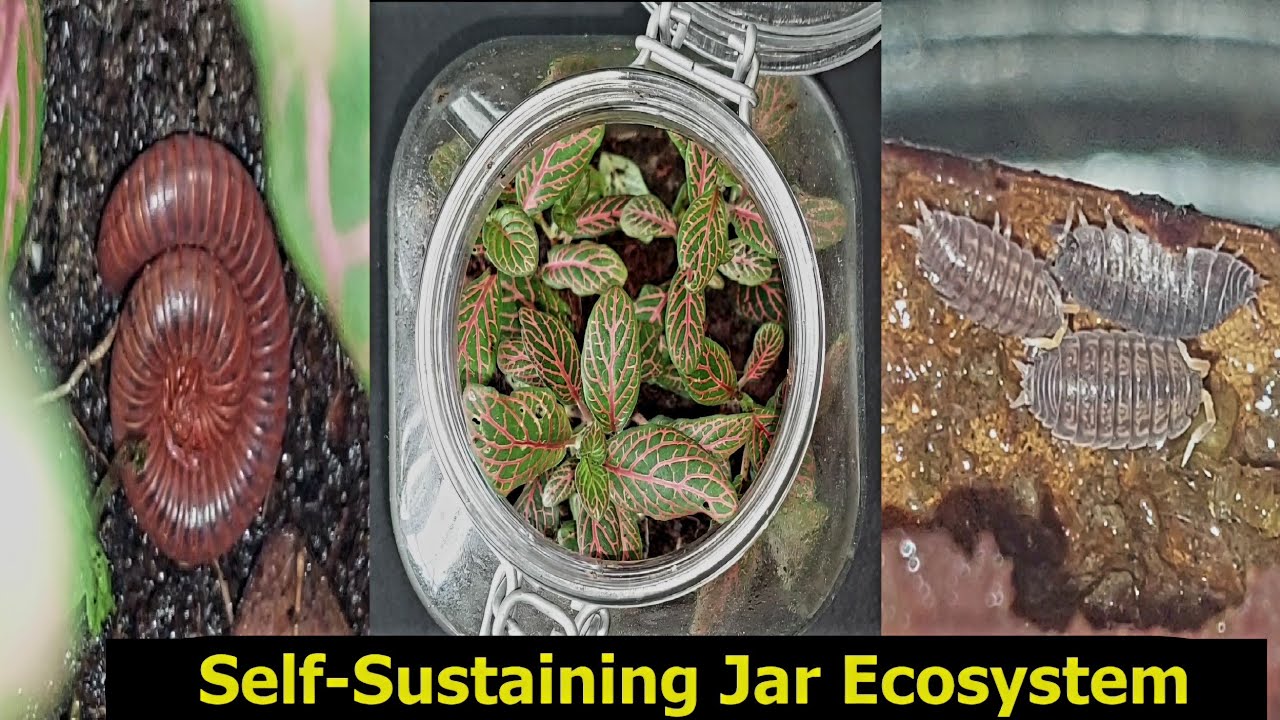 I Made a Self-Sustaining Jar Ecosystem - YouTube