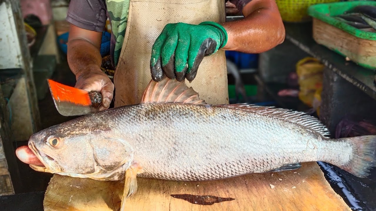 wow!!! koran fish cutting 4 kg size export quality per kg 3000 for fish ...