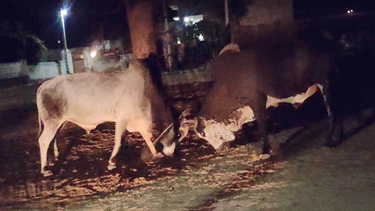 best bull Fighting in the night 🔥 - YouTube