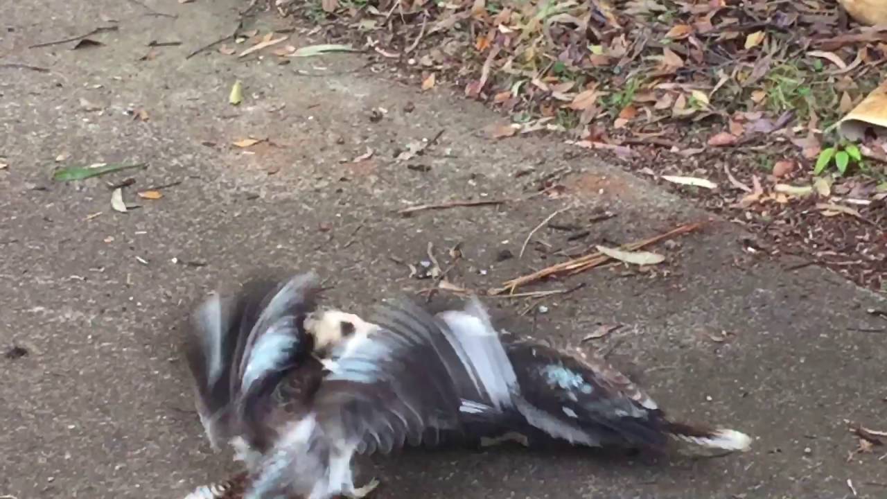 2 kookaburras fighting - YouTube