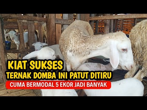 KIAT SUKSES TERNAK DOMBA, CUMA MODAL 5 JUTA | @AGROTV9 - YouTube