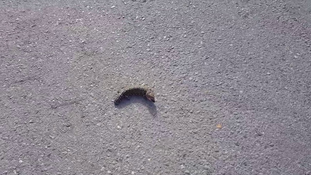 Stumpy tail lizard walking across the pad. - YouTube