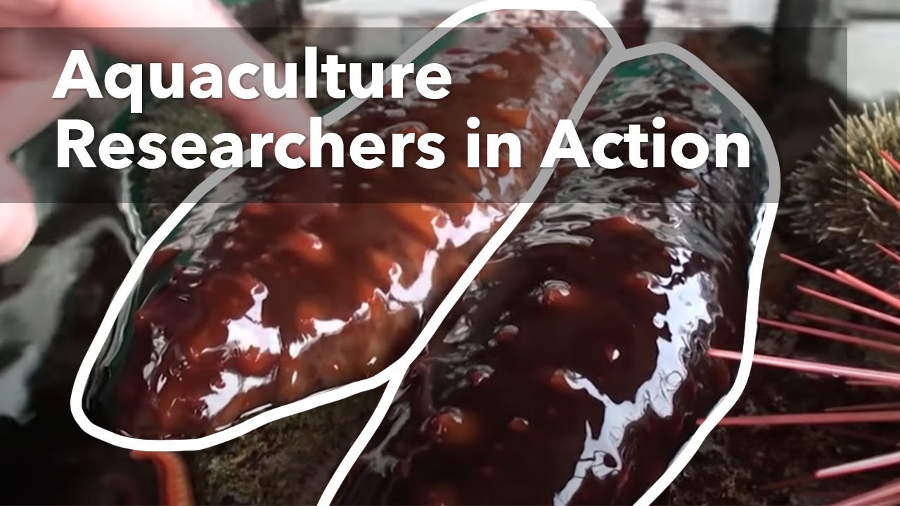 Aquaculture Research: Integrated Multi-Trophic Aquaculture (IMTA ...