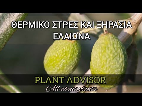 Θερμικό στρες και ξηρασία‼️Ο μεγαλύτερος εχθρός της ελιάς ‼️ ΤΙ ΚΑΝΟΥΜΕ ...