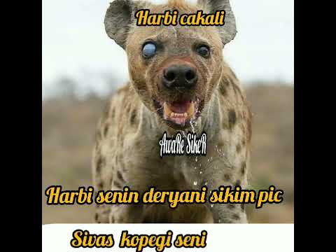 SesliLale.com, Sesli chat Sesli Siteler Sesli Sohbet- ★★ AwaRe ★★