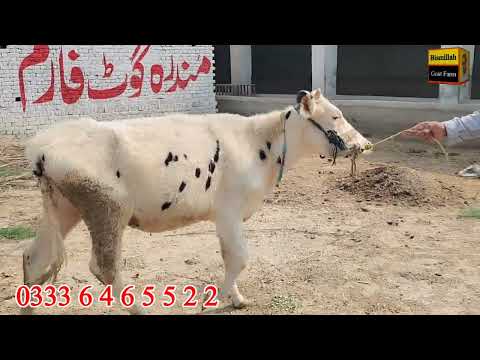 Australian cow's at bismillah goat farm goat farming in Pakistan full ...