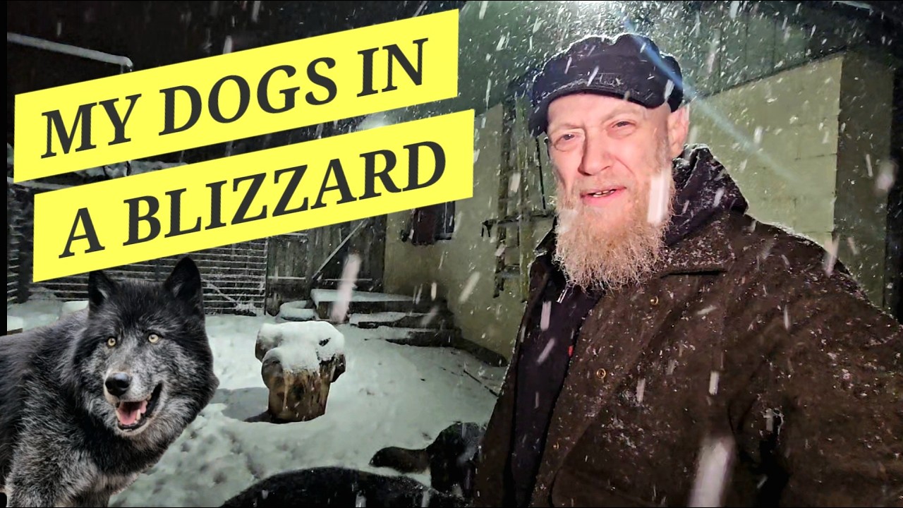 My Dogs Playing in a Blizzard! 🥶 ️ - YouTube