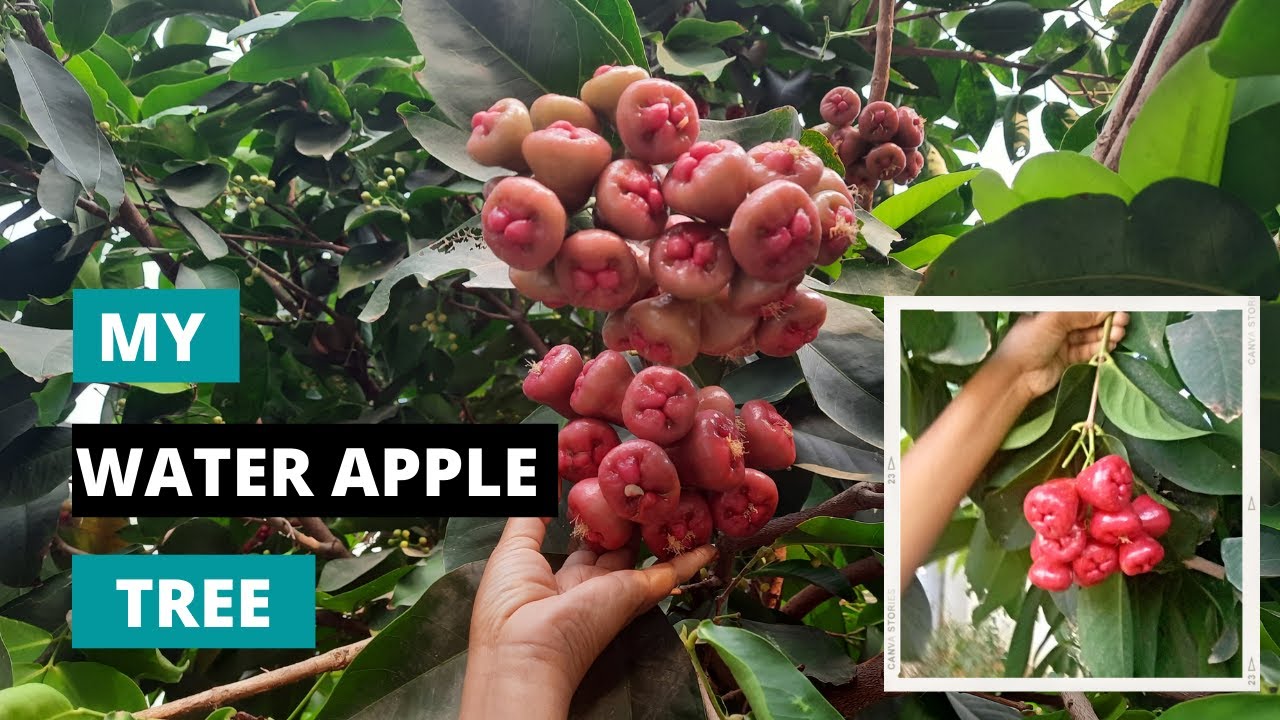 My water apple tree || #sansgarden - YouTube