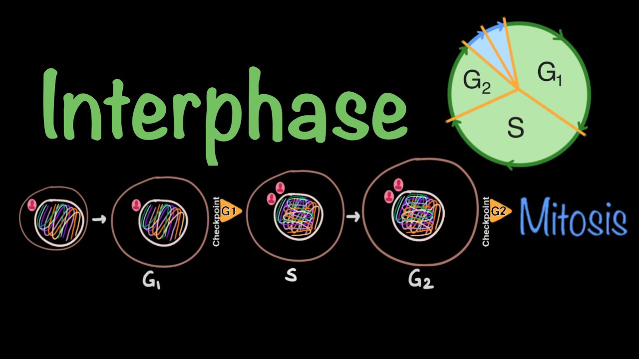 Eukaryotic Cell Cycle: Interphase - YouTube