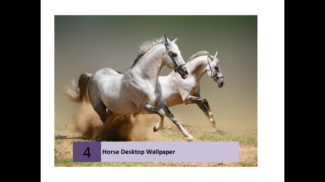BEST HORSES LIVE WALLPAPER HD - YouTube
