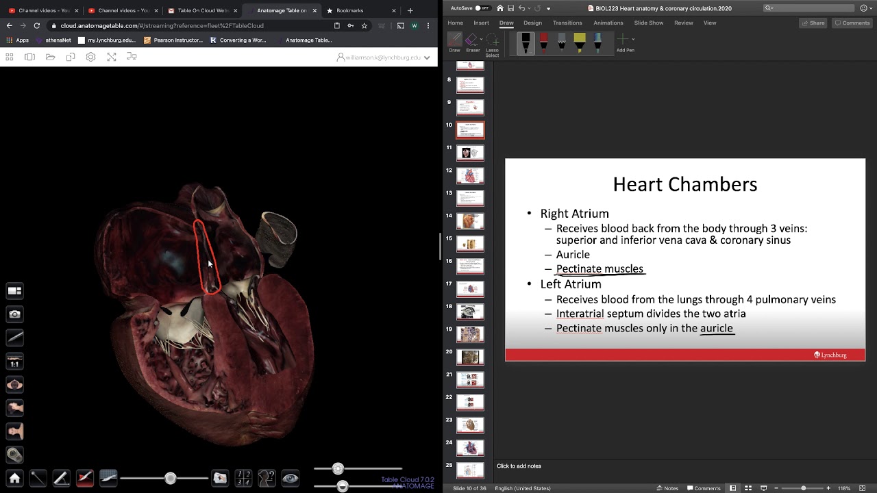Anatomage Table: Heart internal structures - YouTube