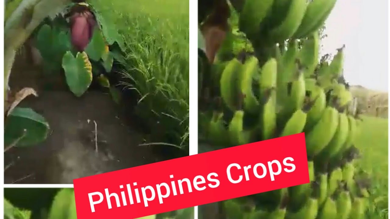 Crops In The Philippines - YouTube