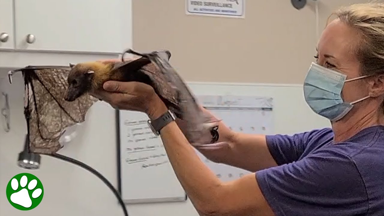 Heartwarming moment sick old bat "flies" again - YouTube