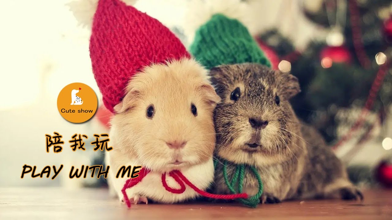Cute show可爱秀-Cute Pets Collection可爱动物合集. - YouTube