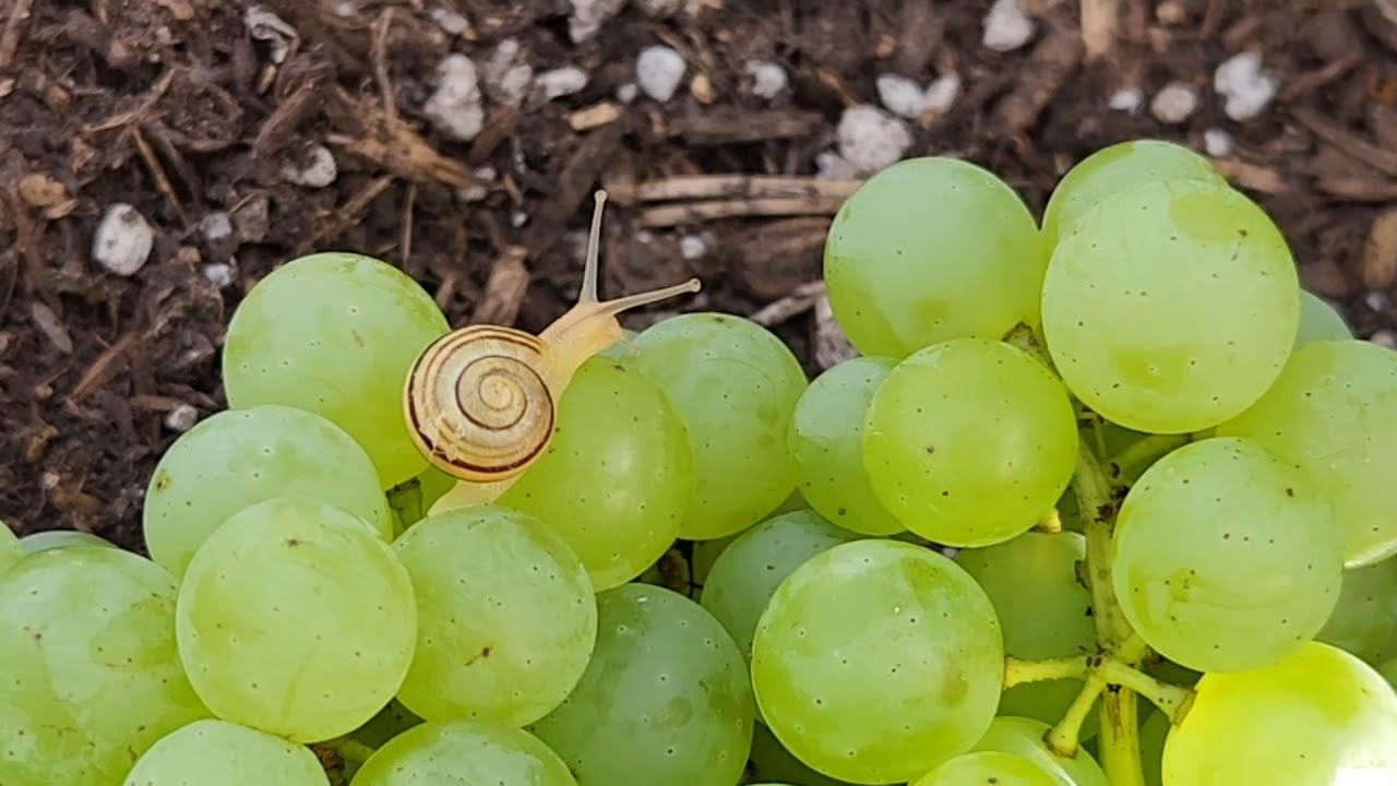 Snail Dance - YouTube