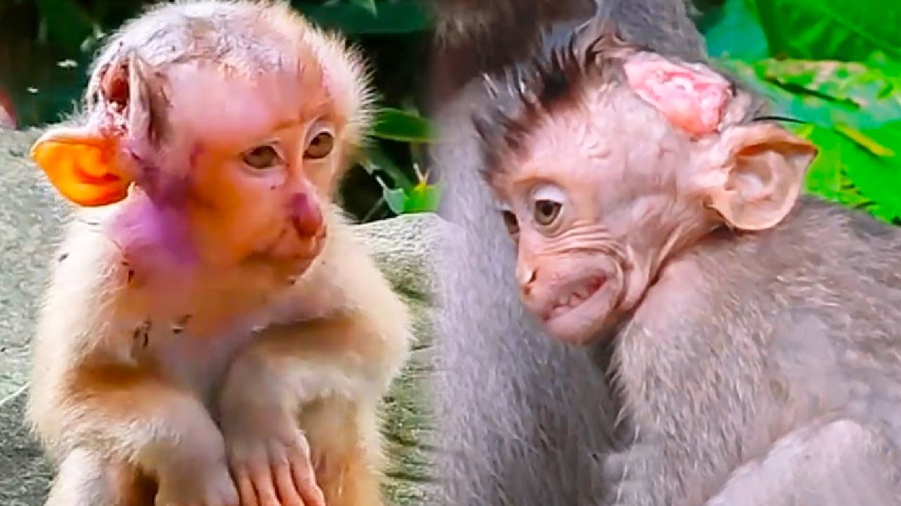 The wound on the bald monkey's head was very serious, its face was ...