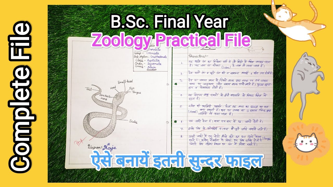 BSc Final Zoology Practical File Rajasthan University - YouTube