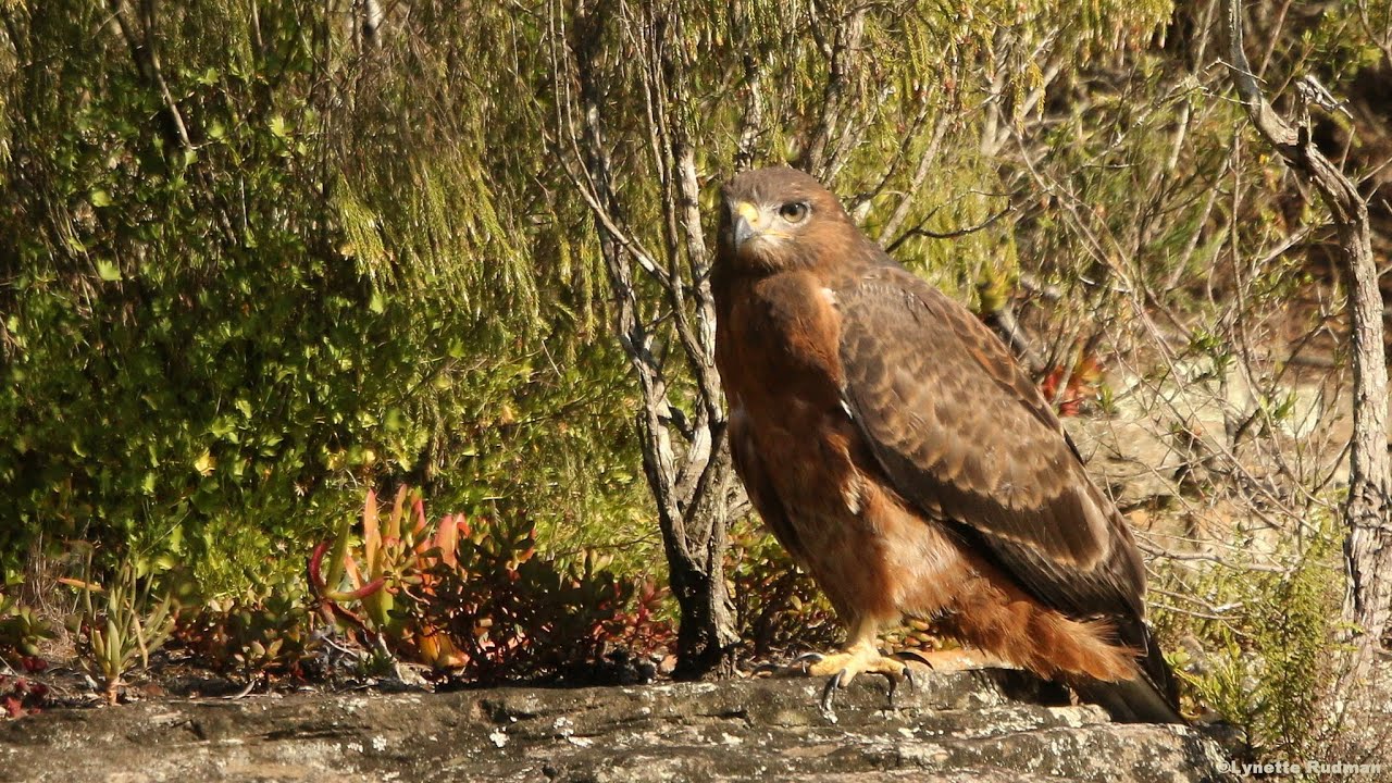 The life of a Jackal Buzzard chick - YouTube