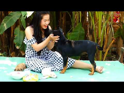 Wow! Beautiful girl playing and feeding milk to dog and puppy   how to take care your dog and puppy