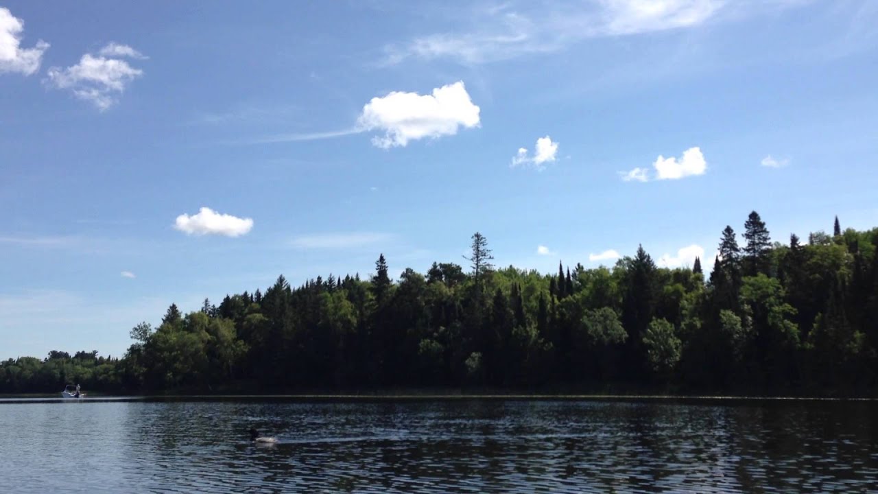 Loons on Eagle Lake, MN - YouTube