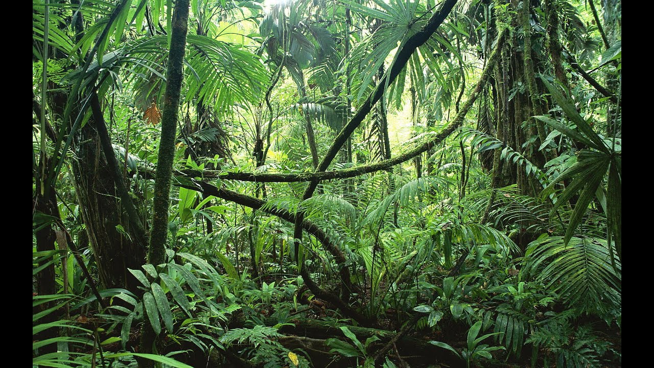 Project Jungle Book Real Life Location Scouting - Kaa x Mowgli ...