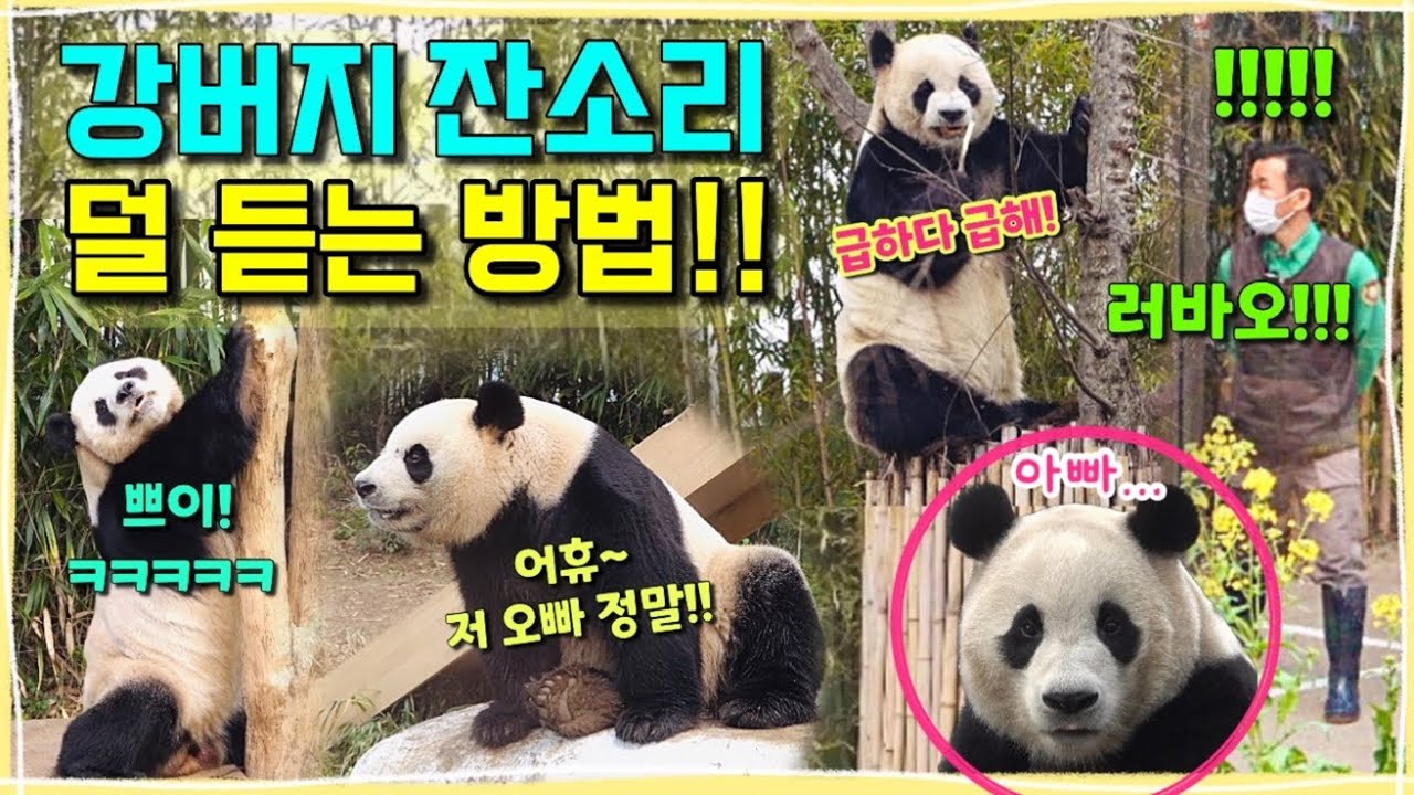 Ep166 강버지 잔소리 덜 듣는 방법을 기똥차게 알고 있는 푸바오아부지 🏻조만간 푸바오도 따라할 예정ㅋㅋㅋㅋ 예고편을 위한 예고편💕 에버랜드 판다월드