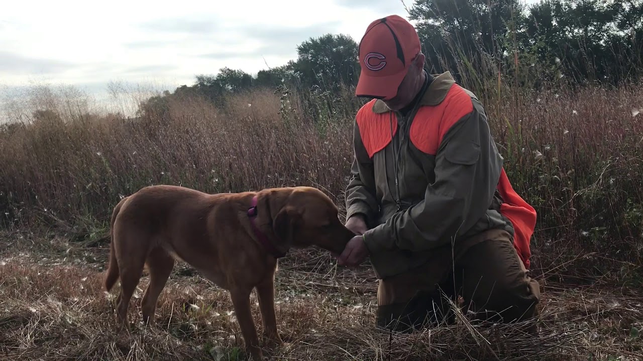 Fall Pheasant Hunt (2018) - YouTube
