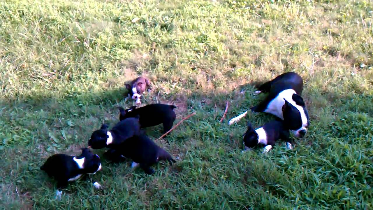 Boston Terrier puppies playing with a stick - YouTube