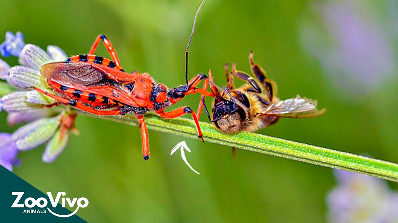 14 Insects’ Worst Nightmares - YouTube