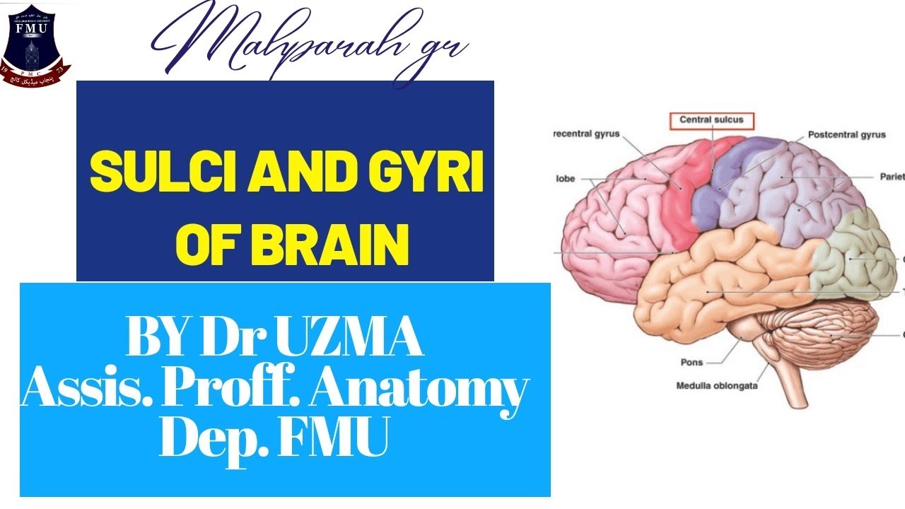 |OSPE|Anatomy of Sulci and Gyri of human Brain #Neuroanayomy ...