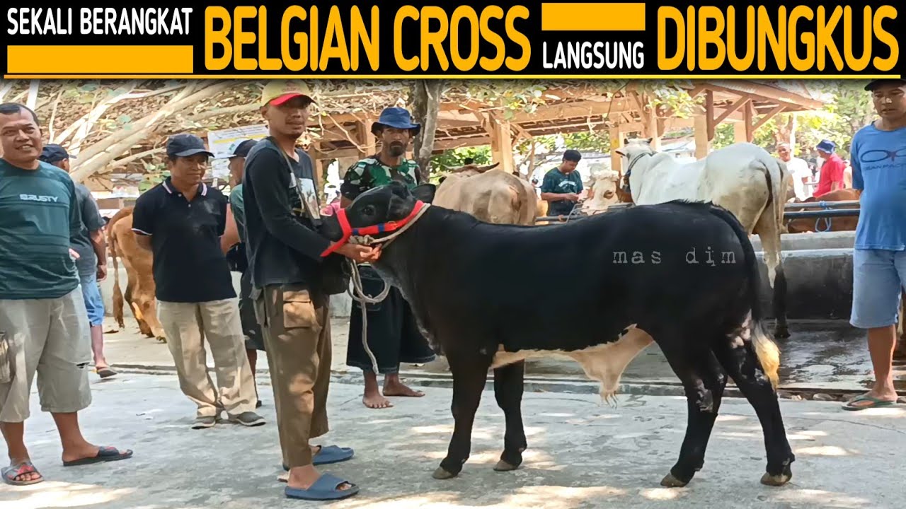 Sekalinya Berangkat Langsung Dapat Belgian Cross Super Bikin Geger Warga !! - YouTube