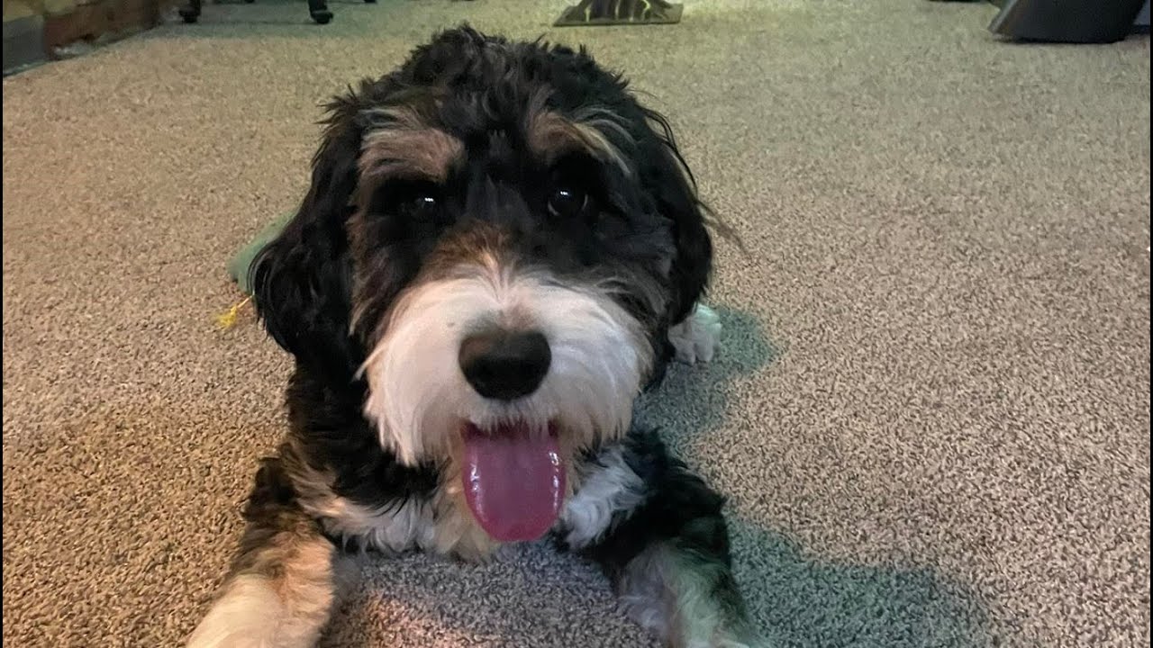 Bernie - 8 Month Old Springer Spaniel/Poodle - Dog Training Omaha, Off ...