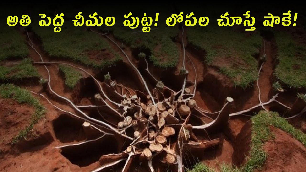 Biggest Ant Colony Uncovered Shockingly | Telugu Facts | ati pedda ...