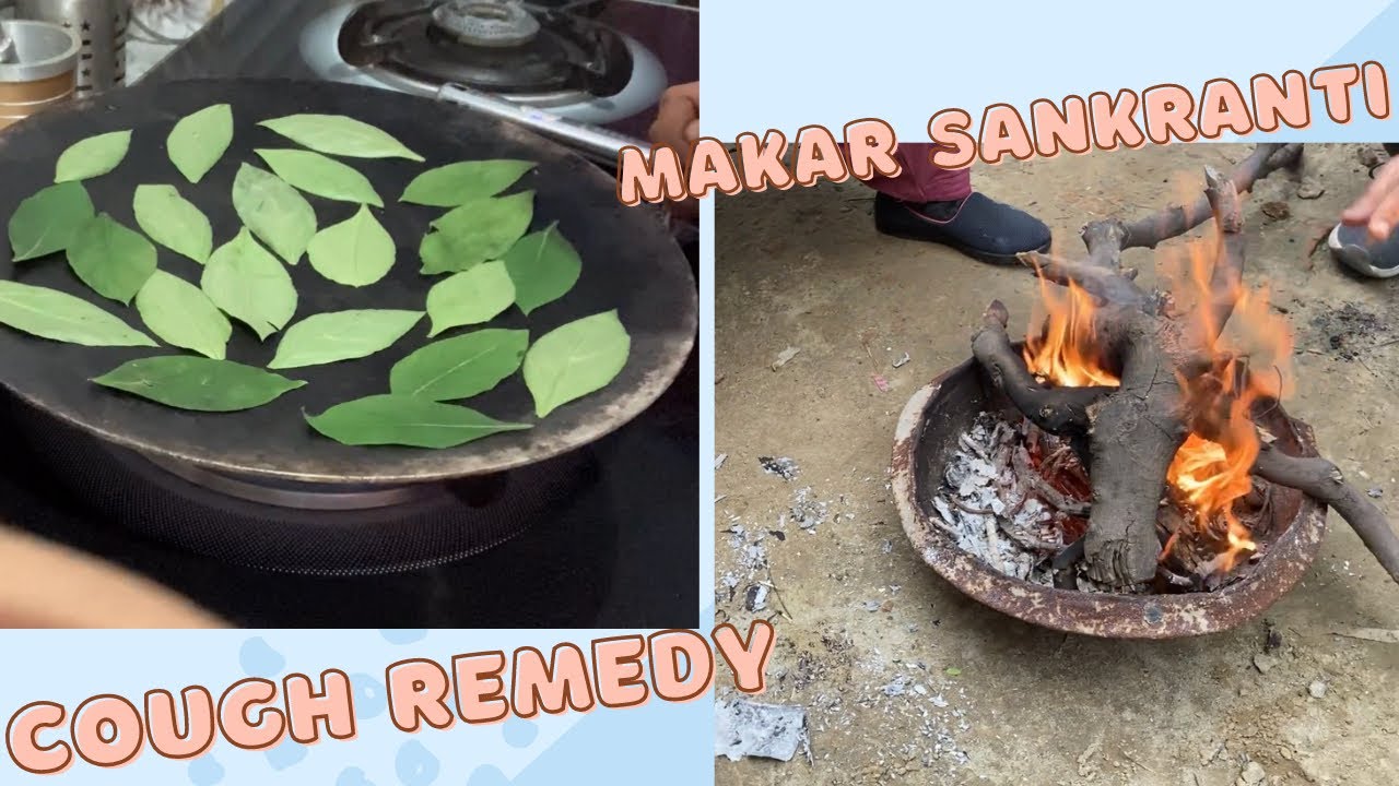32#|Makarsankranti-kaun banega “Gadha”| Medicinal plant Kala Bansa for ...