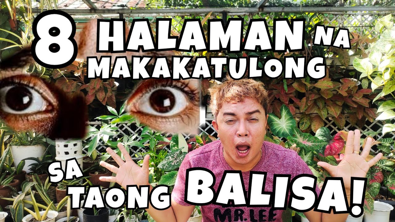 8 PLANTS THAT WILL HELP YOU TO FIGHT ANXIETY | ANXIOUS PEOPLE SHOULD ...