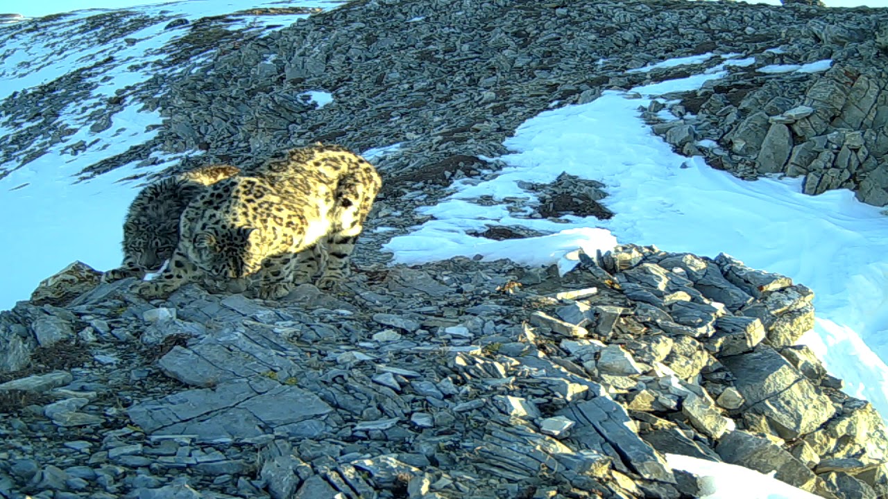 Snow Leopard Camera Trap - YouTube