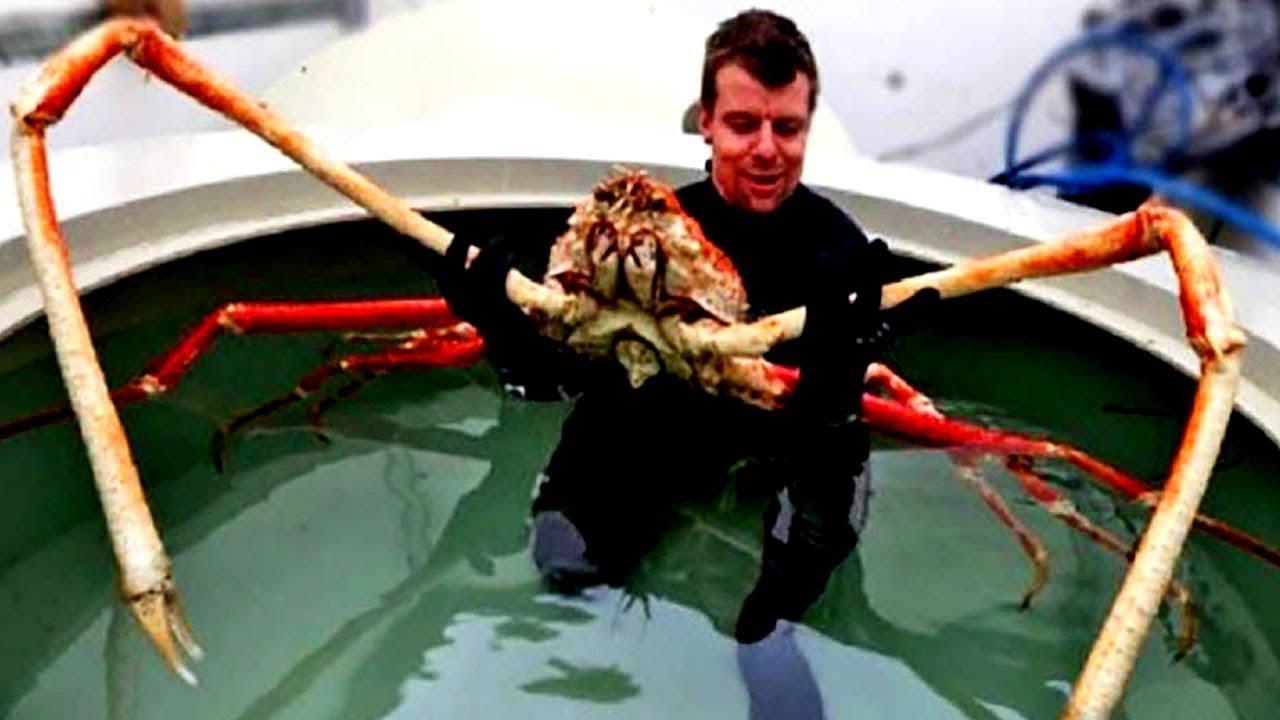 10 DISTURBING DEEP SEA CREATURES | Twisted Tens #52 - YouTube