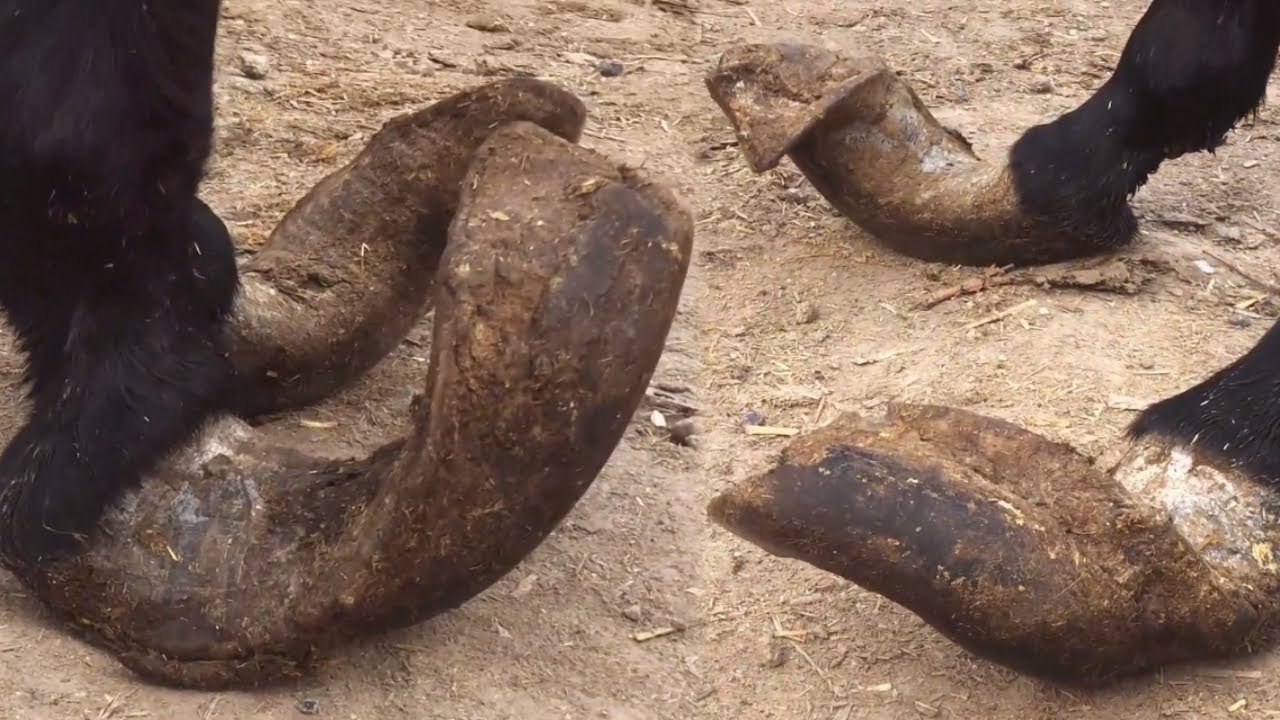 The ”Donkey Hoof King” Has Not Been Repaired For 7 Years! Rotate 360 ...