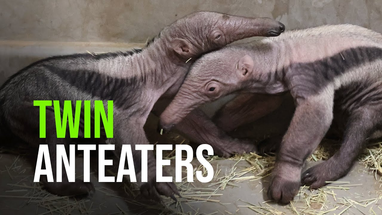 Newborn Anteater