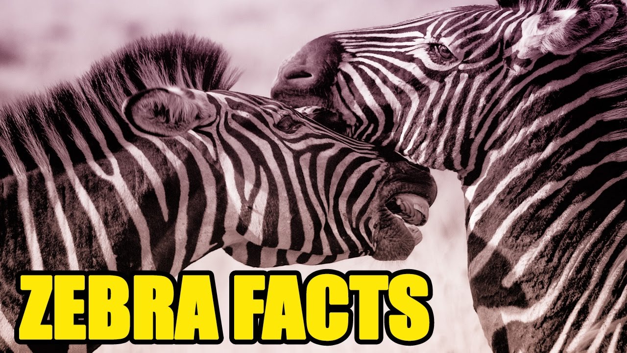 Hindi FUN FACTS ABOUT ZEBRA ZEBRA YouTube hindi-fun-facts-about-zebra-zebra-youtube