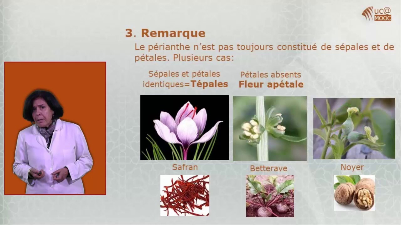 2. B. Étude du périanthe - YouTube