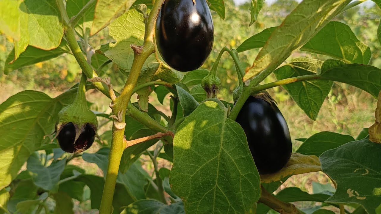Brinjal बैगन 🥰🥰 #vegetables#vej#video#youtube#ytstudio - YouTube