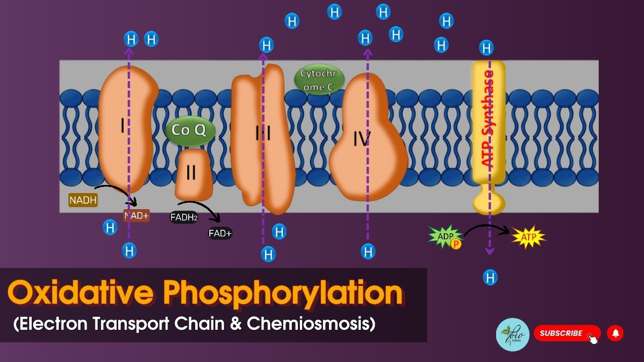 Oxidative phosphorylation || Electron transport chain (ETC ...