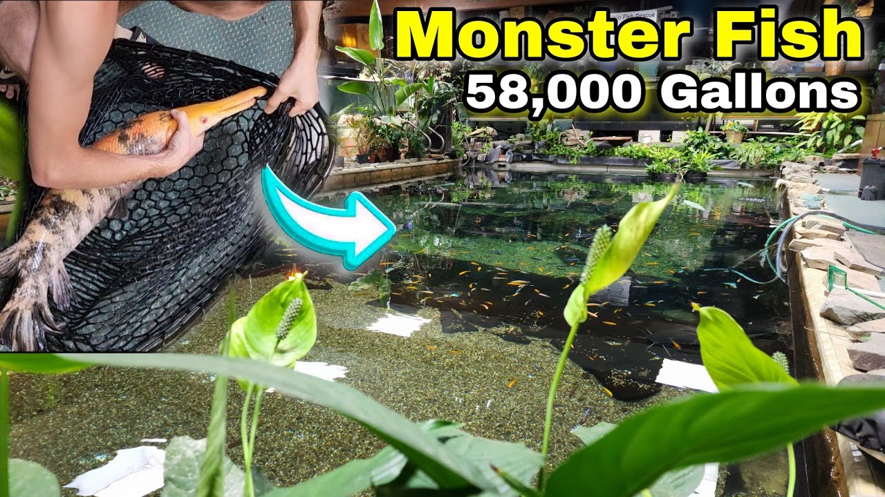 Rare Monster Fish added to 58,000 Gallon Mega Pond - YouTube